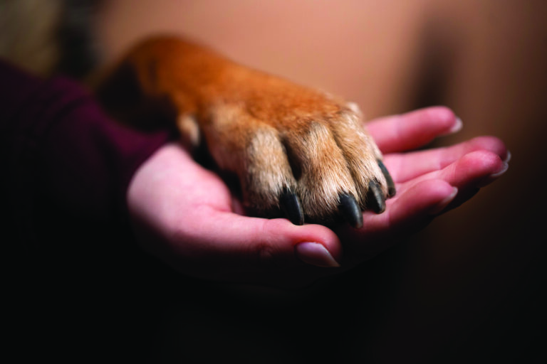 What to Consider Before Getting a Pet | Bottom Line Inc