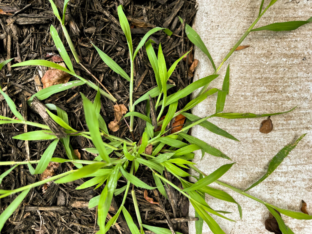 Homemade Weed Killer and Natural Ways to Get Rid of Weeds | Bottom Line Inc